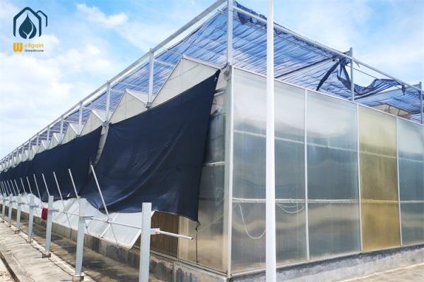 Quality 8m 9.6m 12m Span Width Hydroponic Greenhouse Hot Galvanized Steel Pipe Greenhouse for sale