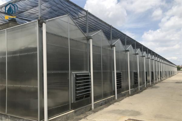 Quality Customized Polycarbonate Panels Greenhouse 8m / 9.6m / 12m Span Width Year Round for sale