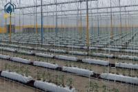 China Cocopeat Hydroponic Trough Systems Customized Vegetable Plant Trough Durable for sale