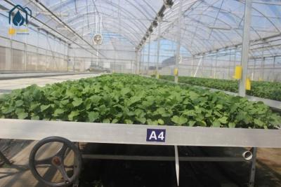 China Wire Mesh Rolling Bench Grow Tables Anti Wind / Anti UV Rolling Tables For Greenhouse for sale