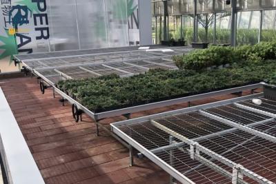 China Flower Rolling Grow Benches Lightweight Greenhouse Bench Systems Customized for sale