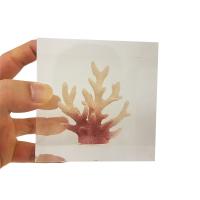China Transparent resin cube brick paperweight with Coral inside for sale