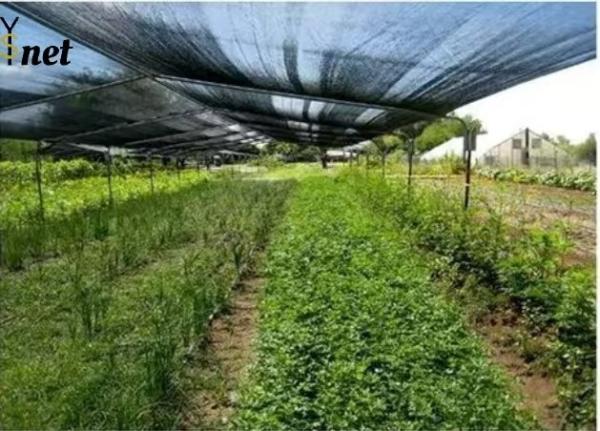 Quality 100% HDPE Agro Shade Net 2*100m Agriculture Shade Cloth Black for sale