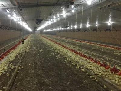 China Anti Corrosive Steel Structure Poultry House Galvanized Farm Bird Shed Construction for sale