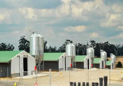 Cina Capannone per pecore pollame capannone di metallo edifici agricoli capannone di metallo prefabbricato resistente al fuoco in vendita
