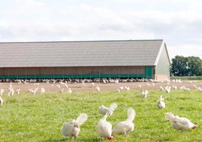 Cina Capannone per pecore pollame capannone di metallo edifici agricoli capannone di metallo prefabbricato resistente al fuoco in vendita