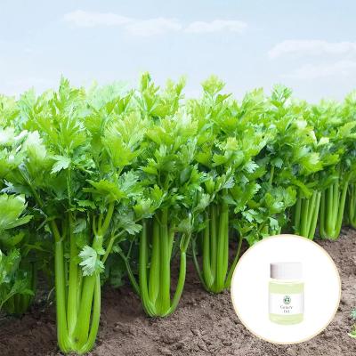 Cina Olio essenziale del seme di sedano di 100 di purezza oli essenziali di massaggio antinvecchiamento in vendita