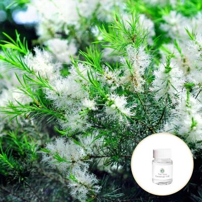 China Cas 68647 difusor orgânico natural puro do volume do óleo da árvore do chá 73 4 para cuidados com a pele da massagem à venda