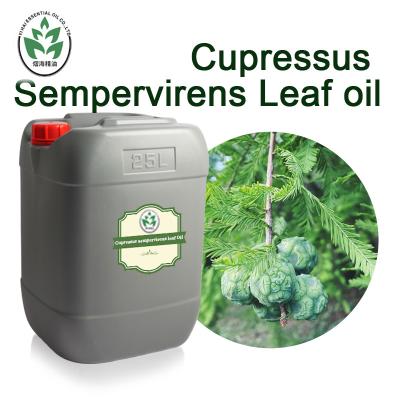 Cina Olio essenziale di cupressus sempervirens cosmetico del grado naturale in vendita