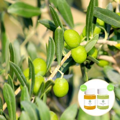 China Olive Organic Carrier Oils verde à venda