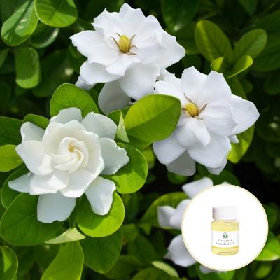 China Extrato puro essencial natural dos óleos 100% Gardenia Essential Oil Steam Distilled da anti oxidação à venda