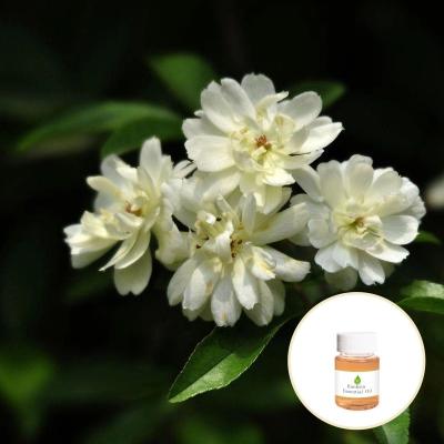 Cina Olio essenziale di Banksia naturale degli oli essenziali di Ebony Bark 100 per immunità Enhance in vendita