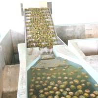 China Automatic 380V Mango Processing Line 5-50T/H Industrial Juice Making Machine for sale