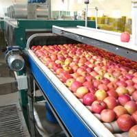 China Automatic Mango Washing Waxing Grading Machine For Fruit Processing for sale