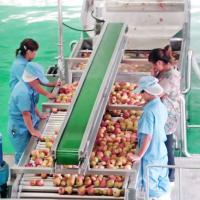 China Industrial Apple Juice Processing Line Fruit Juice Making Machine 5-50T/H for sale