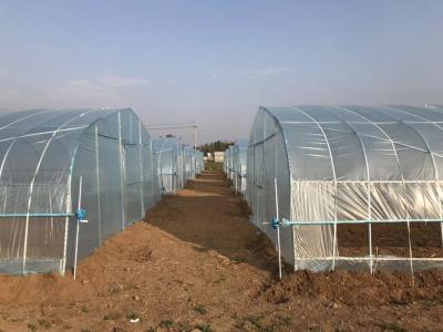 2.5-5M Height Tomato Hydroponic High Tunnel Agriculture Greenhouse with Film Cover