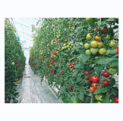 Tomato Hydroponic Agricultural Greenhouse For Enhanced Yield In Single Span Design