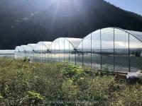 China 8m Span Width Multi Span Agricultural Commercial Tomato Greenhouse with Cooling System for sale