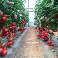 China 8m Span Width Multi Span Agricultural Commercial Tomato Greenhouse with Cooling System for sale