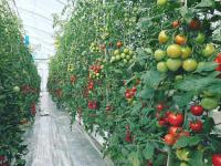 China 8m Span Width Multi Span Agricultural Commercial Tomato Greenhouse with Cooling System for sale