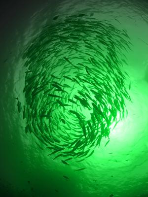 China 2000W Deep Sea Fishing Light Attractor Ice Fishing LED Light For Squid/cuttlefish for sale