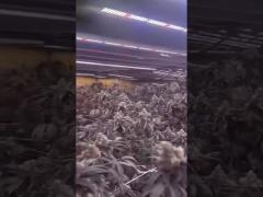 800W LED Grow Light