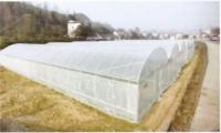 China Multi‑Span Round‑Arch Poly Tunnel Greenhouse for sale