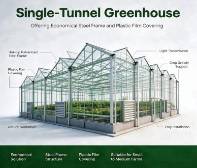 China SingleTunnel Greenhouse Offering Economical Steel Frame and Plastic Film Covering with Optimized Layout for Commercial Mushroom Growing for sale