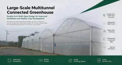 China Large scale multitunnel connected greenhouse featuring double arch multi span design to improve ventilation and promote healthy crop development for sale