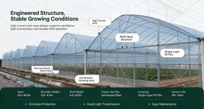 China High tunnel multi-span single-layer PE film commercial greenhouse for lettuce and tomatoes for sale
