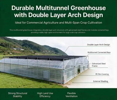 China Durable multitunnel greenhouse with double layer arch design ideal for commercial agricultural and multi span crop cultivation for sale