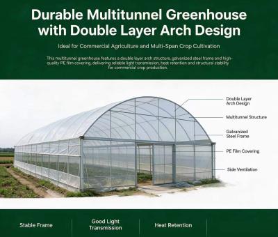 China Multitunnel greenhouse designed to maximize crop yield through controlled environment featuring strong frame and ventilation system for sale