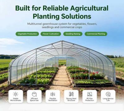 China Durable Multitunnel greenhouse with galvanized steel frame and PE film covering ideal for agricultural planting solutions for sale