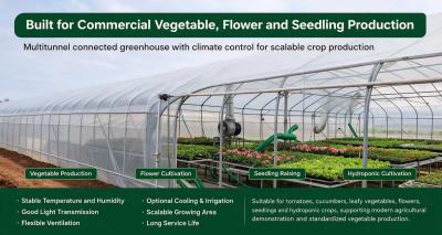 China Multitunnel connected greenhouse offering climate control and scalable crop production solutions for commercial growers for sale