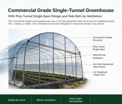 China Commercial grade SingleTunnel Greenhouse with poly tunnel single span design and side roll up ventilation system for improved tomato crop growth for sale