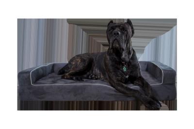 Chine Le lit orthopédique imperméable 3 de chien de traversin de mousse de mémoire a dégrossi lavable avec la couverture à vendre
