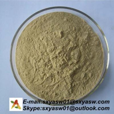 China Natural Leonurus Sibiricus / Motherwort Herb Extract for sale