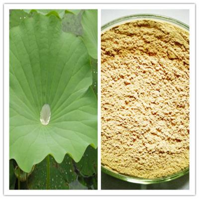 China Natural protect the heart 98% Nuciferine Weight Loss Lotus Leaf Extract for sale