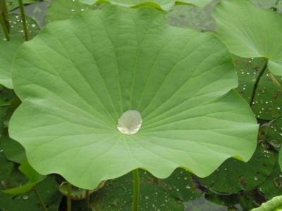 China Natural CAS No 475-83-2 Lotus Leaf Extract 2% 98% Nuciferine for sale