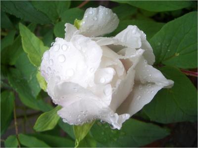 China Paeoniflorin Natural Paeonia Albiflora / White Peony Root Extract for sale