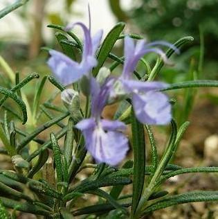 China Natural CAS No 3650-09-7 Rosemary Extract 95% Carnosic Acid for sale