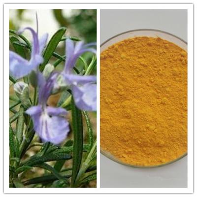 China Natural CAS No 77-52-1 Rosemary Extract 25% 98% Ursolic Acid for sale