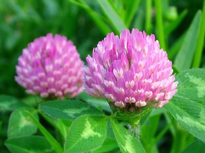 China Natural Red Clover Extract 4%-98% Formononetin (CAS No 485-72-3) for sale