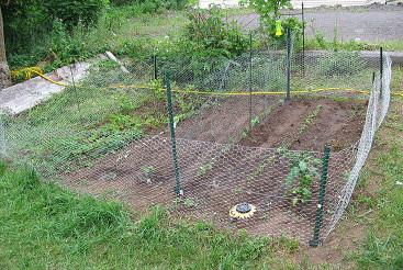 China dog fence Hexagonal mesh galvanized net for sale