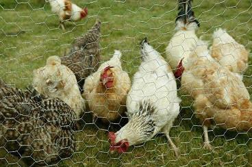 China hexagonal wire mesh, chicken wire for bird cage, poultry wire 1/2 hex mesh chicken wire for sale
