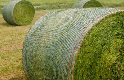 中国 7500W ワート ワーム ニット ハイネット 製作 機 260インチ 幅 販売のため