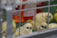 Quality Elliptical Feeding Hole Chick Rearing And Cage Equipment Inward Push Cage Door for sale