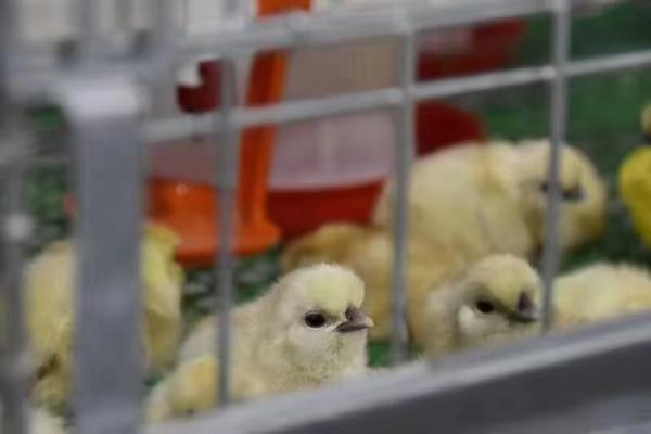 Quality Elliptical Feeding Hole Chick Rearing And Cage Equipment Inward Push Cage Door for sale