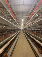 Quality IoT Digital Management EGG CHICKEN CAGE BREEDING EQUIPMENT Horizontal Sliding for sale