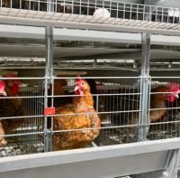 Quality Eighth Generation Precision Feeding Chicken Cage Breeding Equipment Step Type for sale